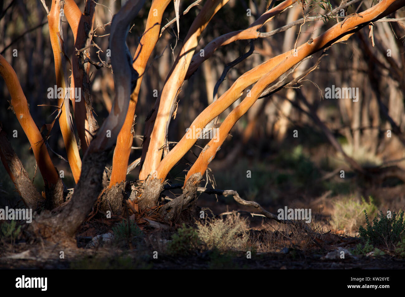 Mallee Trees (Eucalyptus spp.) in late afternoon light. Entwood ...