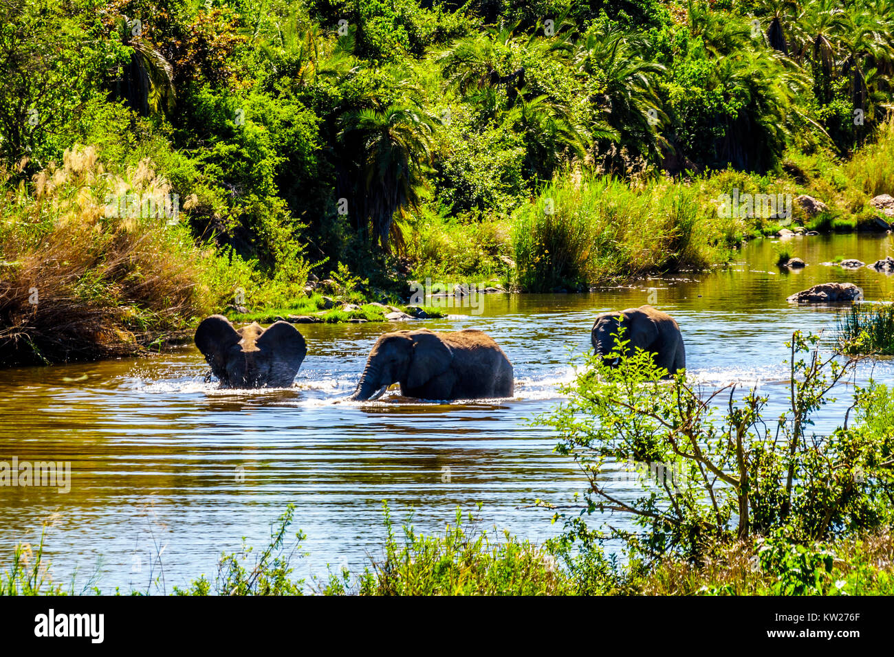 Ga selati river hi-res stock photography and images - Alamy