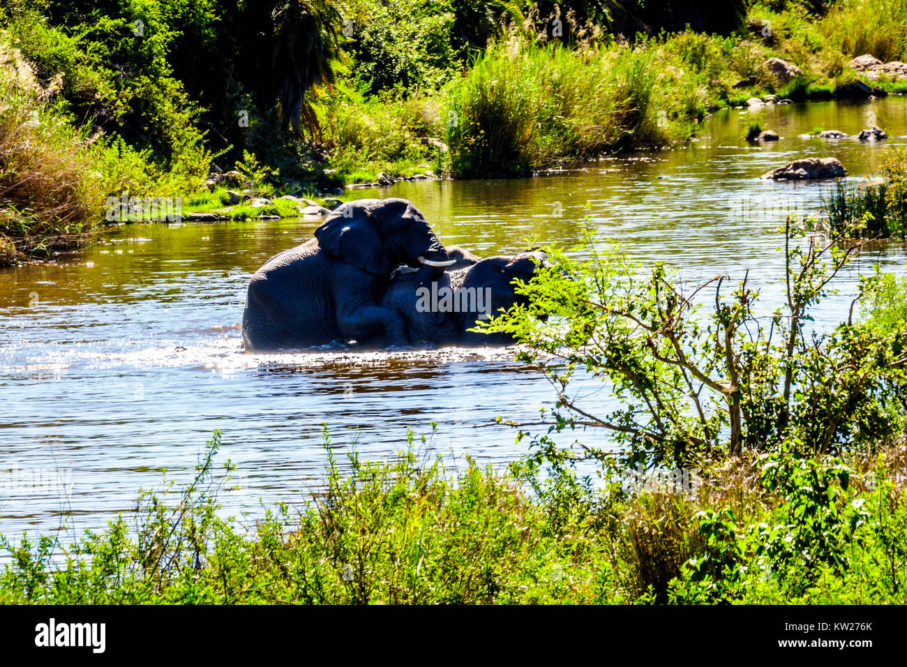 Elephants mating hi-res stock photography and images - Alamy