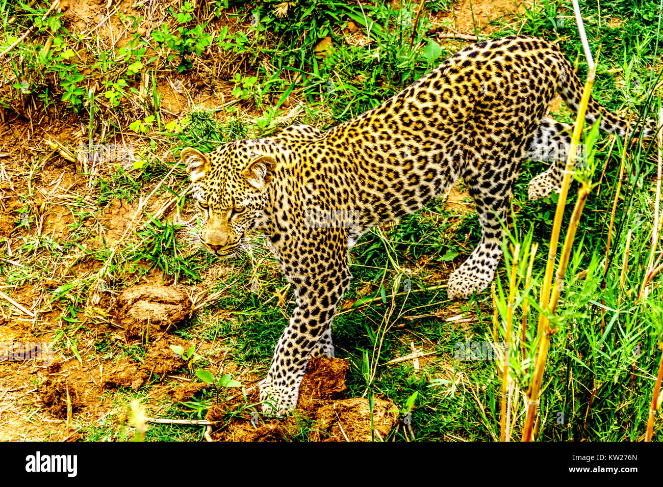 Close Up of a Leopard roaming along the Olifants River. Seen close up ...