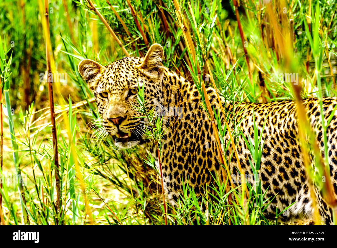 Close Up of a Leopard roaming along the Olifants River. Seen close up ...