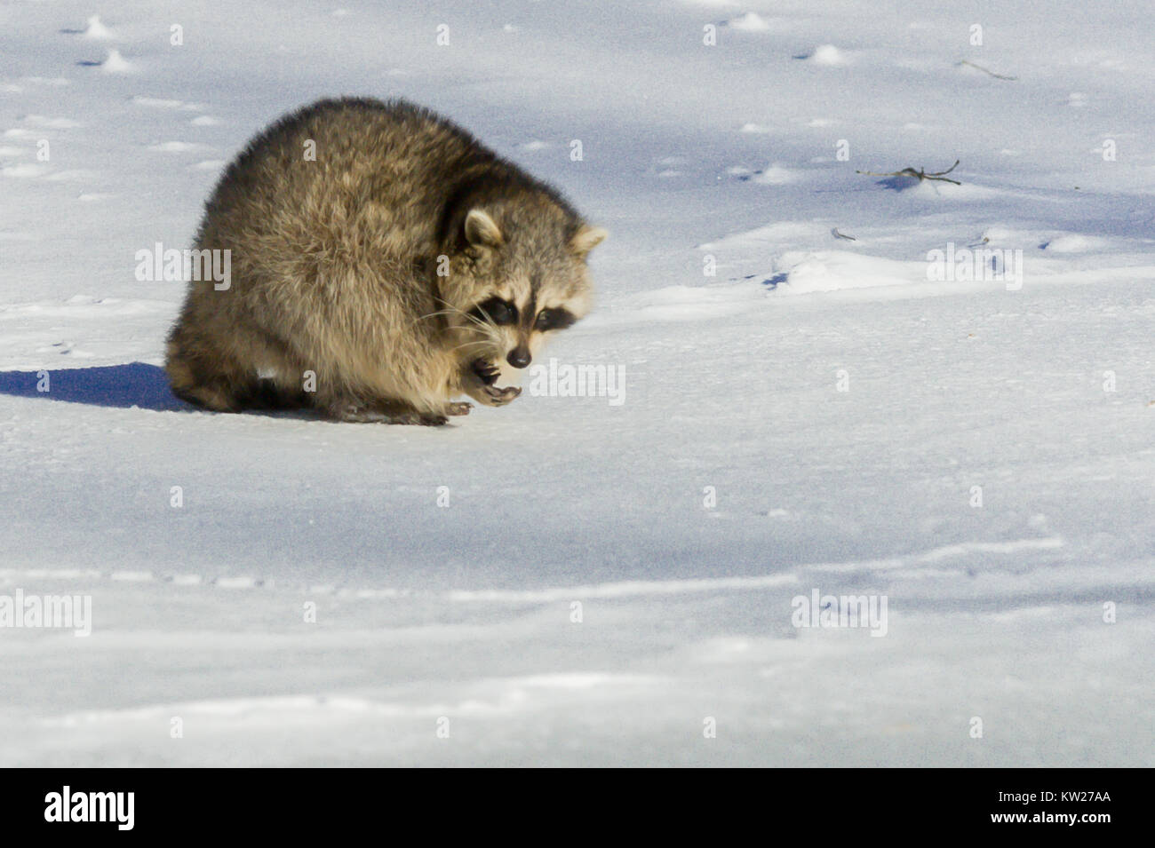 Closeup raccoon in winter in Canada Stock Photo - Alamy