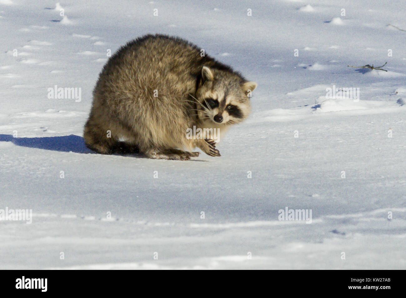 Cute snow raccoon hi-res stock photography and images - Alamy