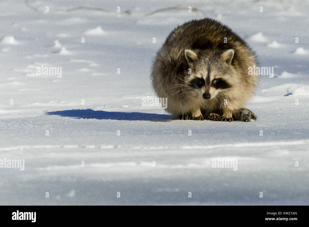 Closeup raccoon in winter in Canada Stock Photo - Alamy