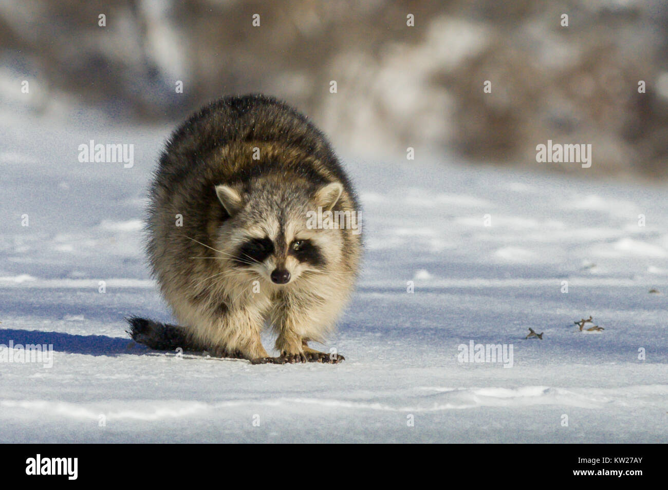 Closeup raccoon in winter in Canada Stock Photo - Alamy