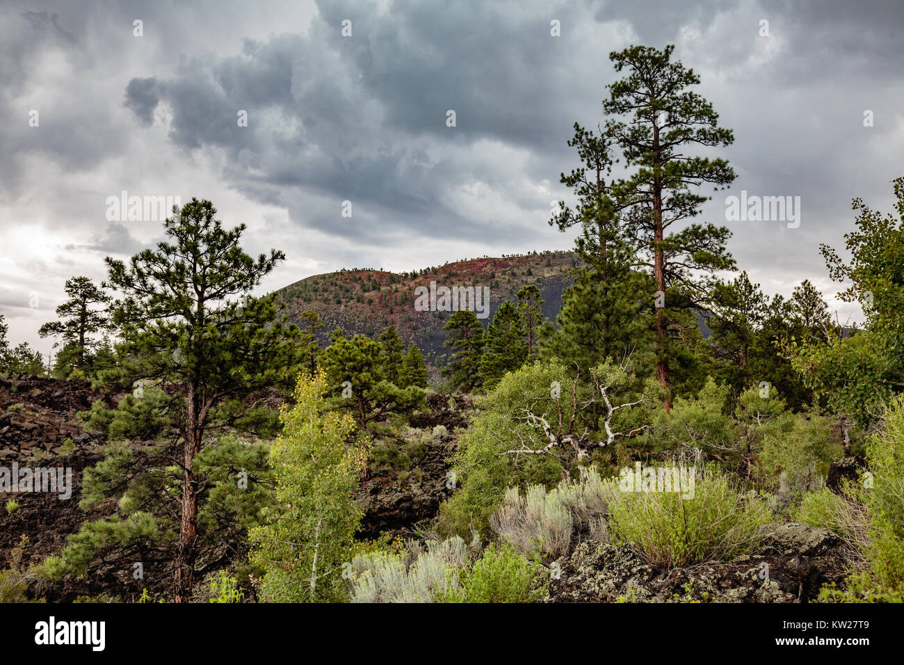 Life flourishes amidst the harsh environment of this lava field in ...
