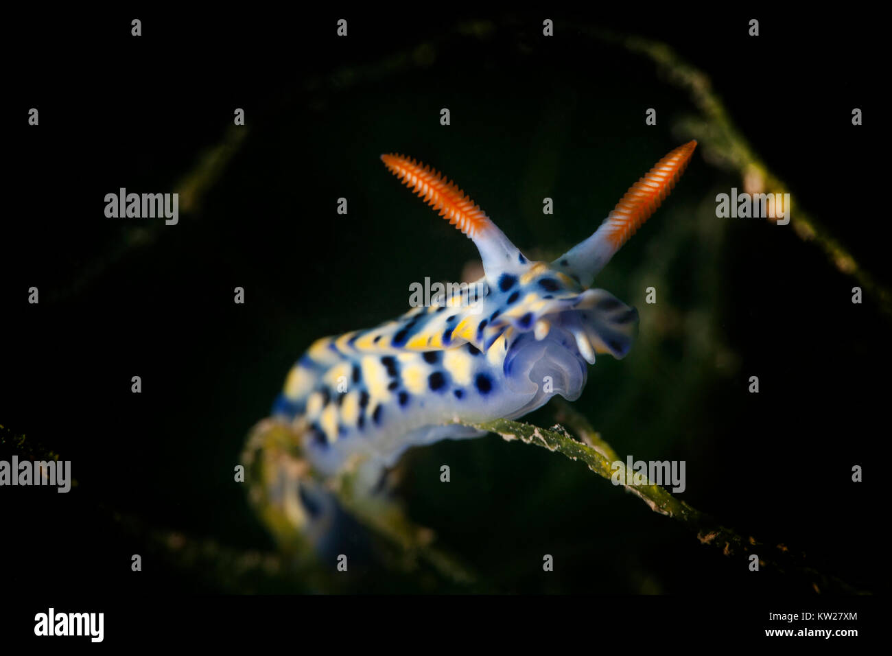 Hypselodoris infucata Nudibranch Stock Photo - Alamy