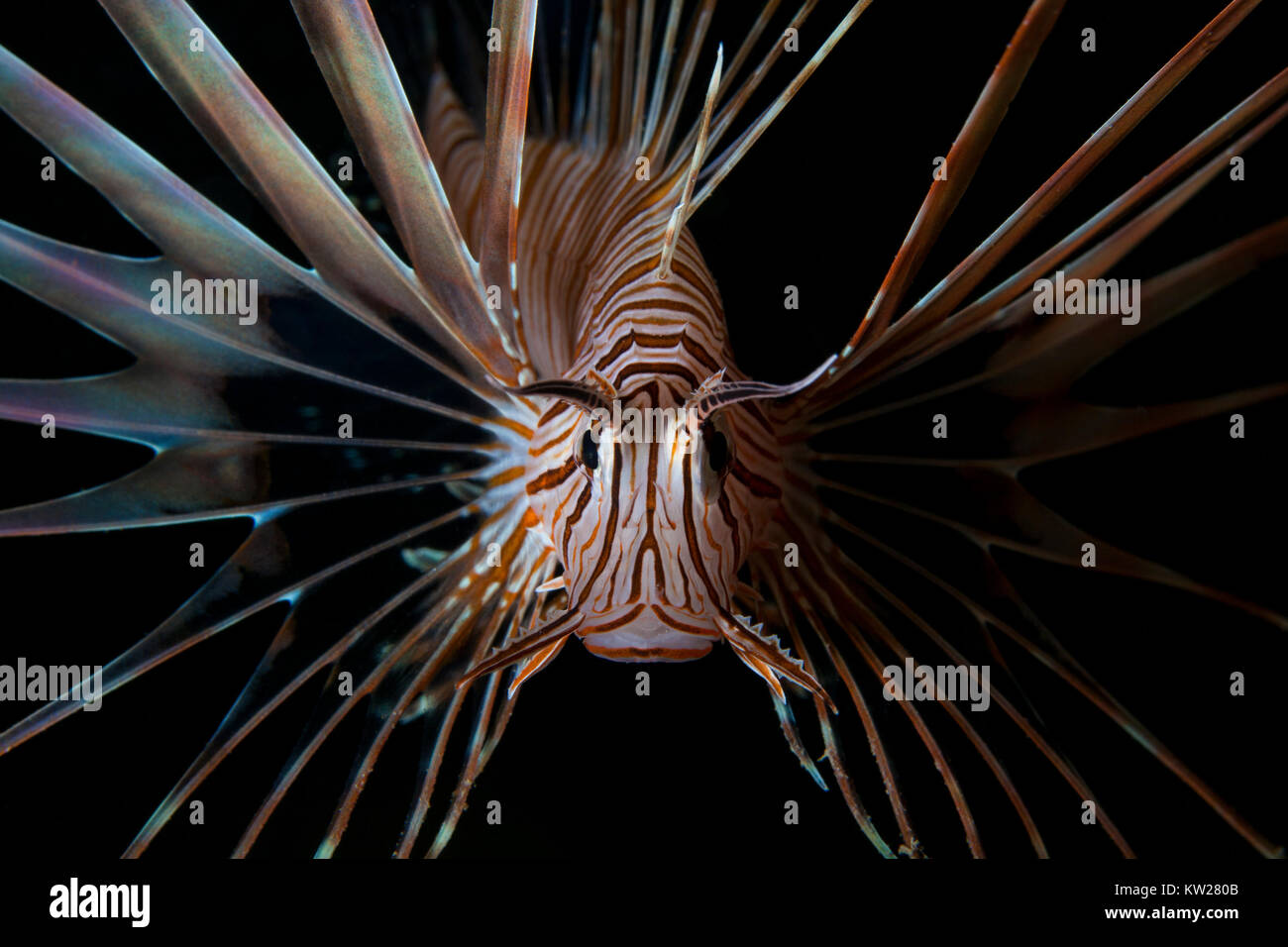 Juvenile Common Lionfish (Pterois Volitans Stock Photo - Alamy
