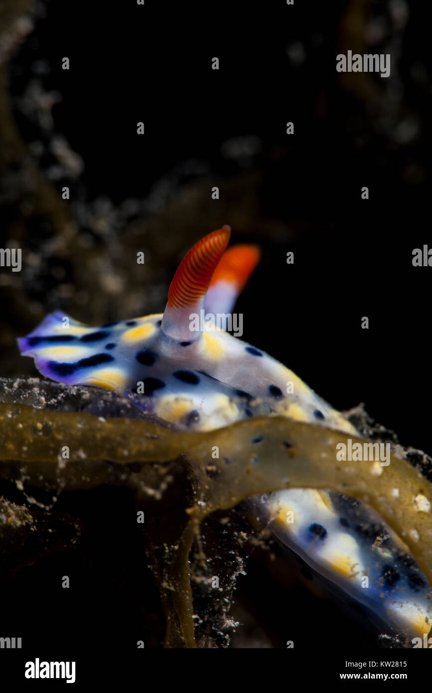 Hypselodoris infucata Nudibranch Stock Photo - Alamy