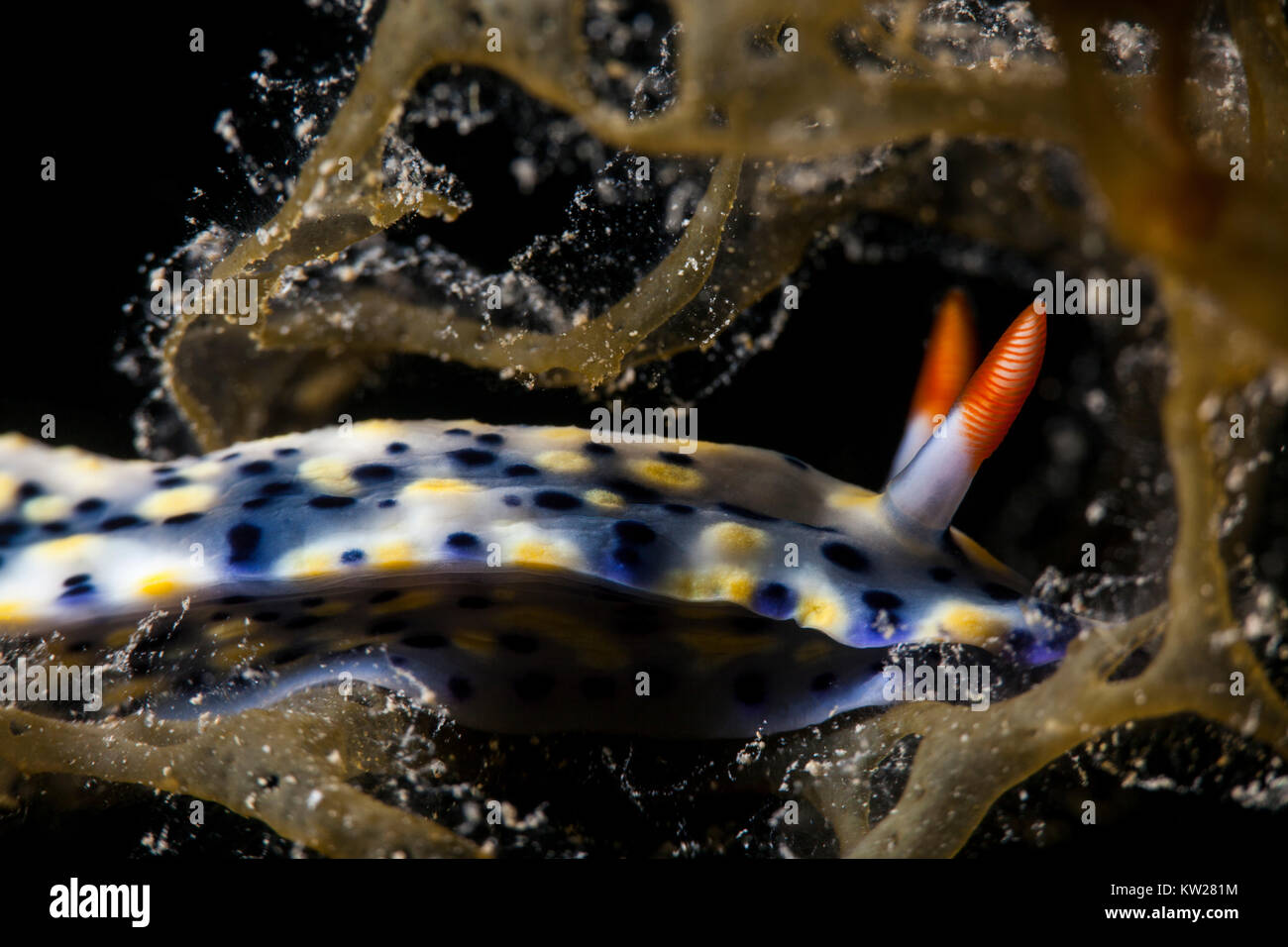 Hypselodoris infucata Nudibranch Stock Photo - Alamy