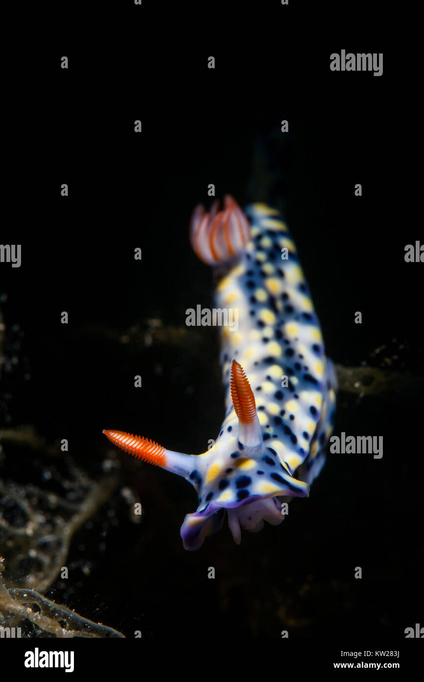 Hypselodoris infucata Nudibranch Stock Photo - Alamy