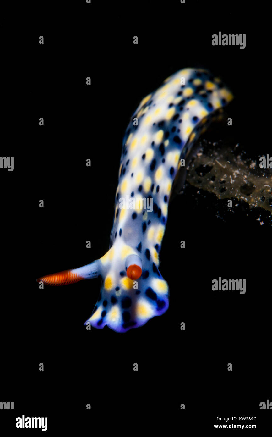Hypselodoris infucata Nudibranch Stock Photo - Alamy