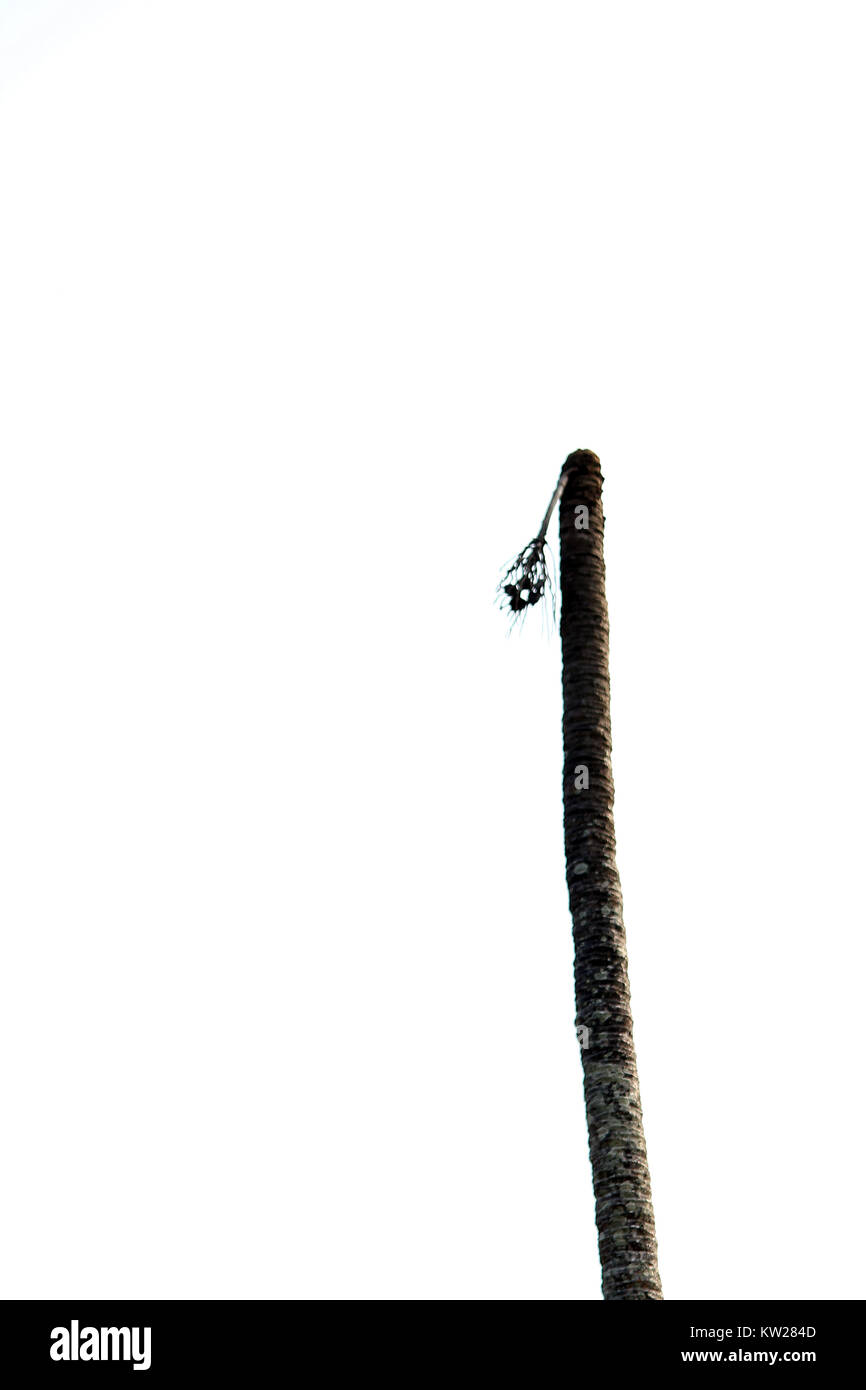 Broken coconut trees hi-res stock photography and images - Alamy