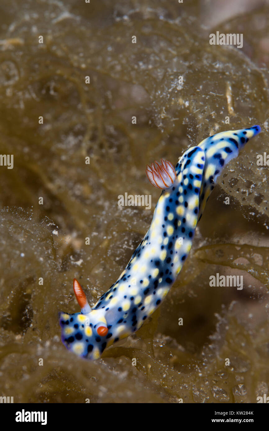 Hypselodoris infucata Nudibranch Stock Photo - Alamy