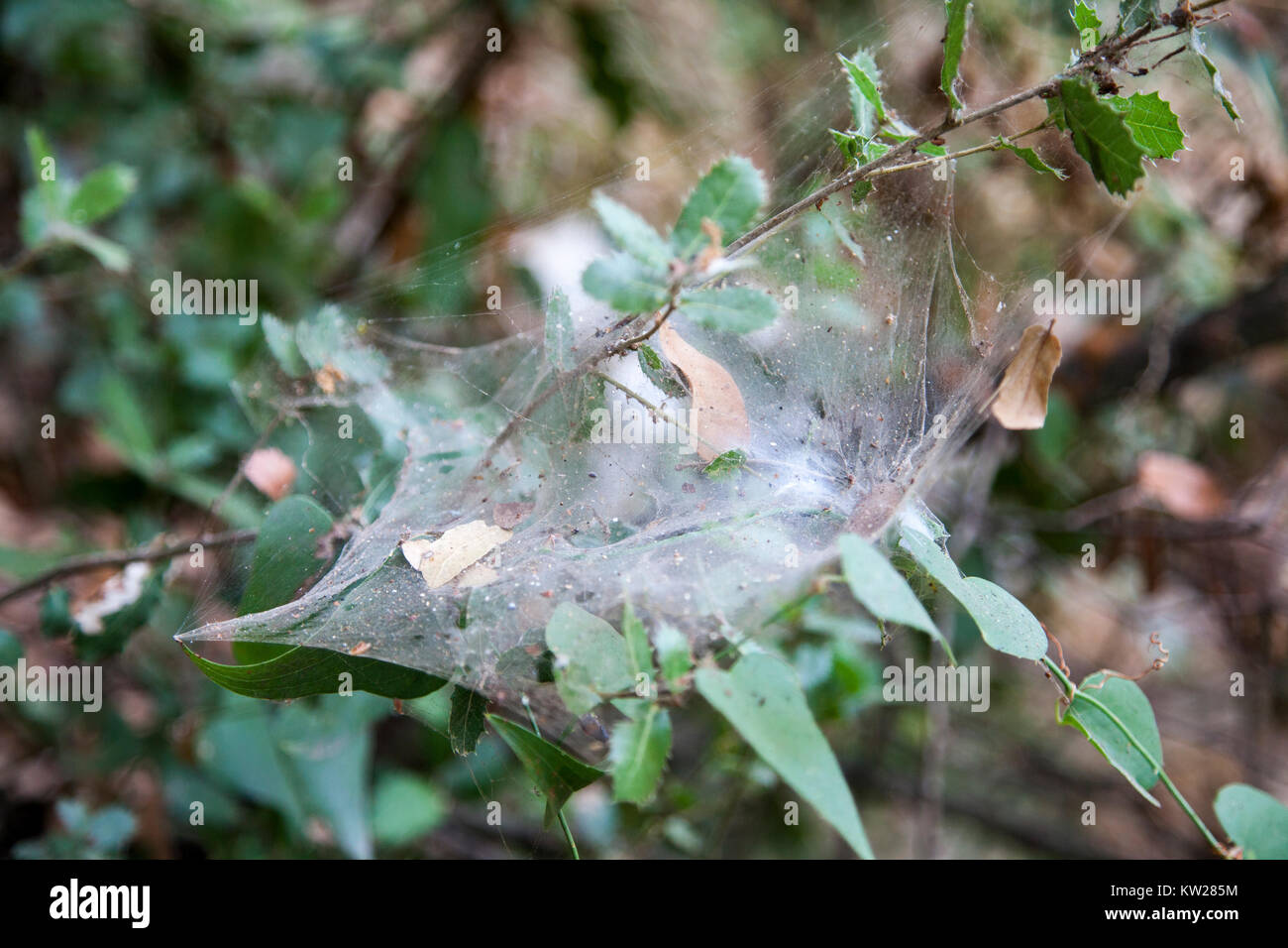 Dense spider web Stock Photo - Alamy