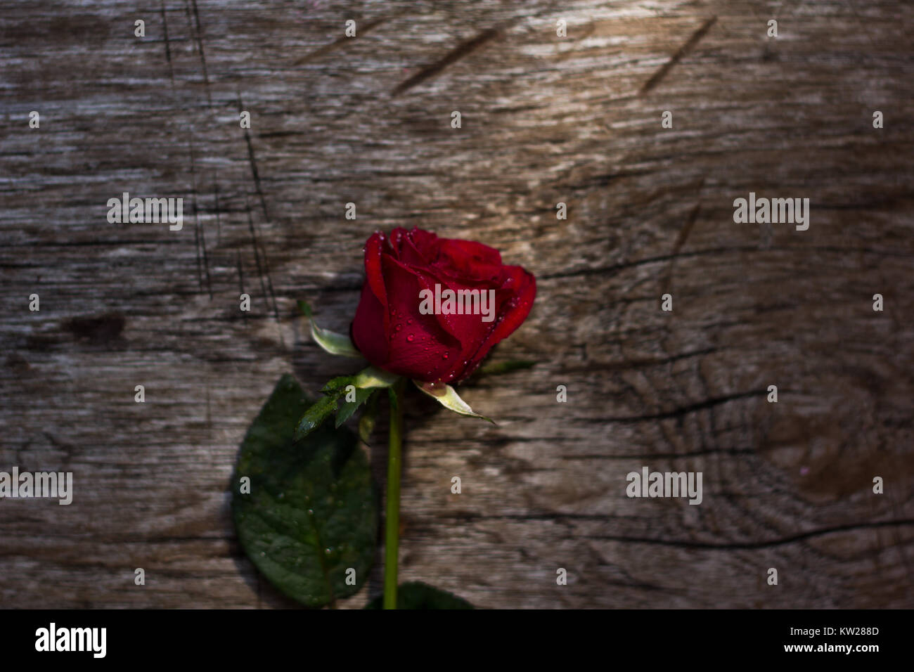 Rose lay on the wooden floor on the day of love,Valentine's Stock Photo ...