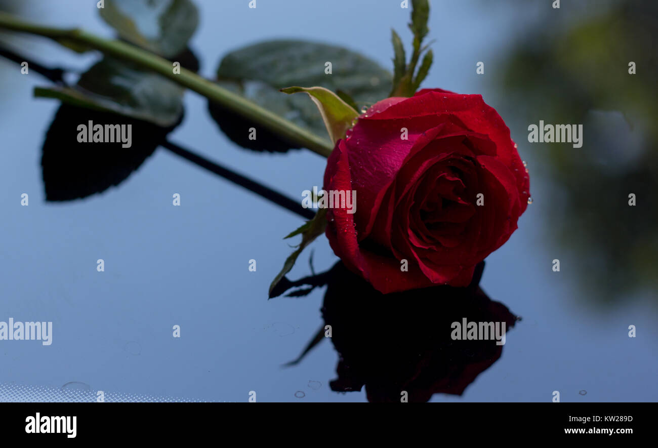A red rose is placed on a black background with reflection Stock Photo ...