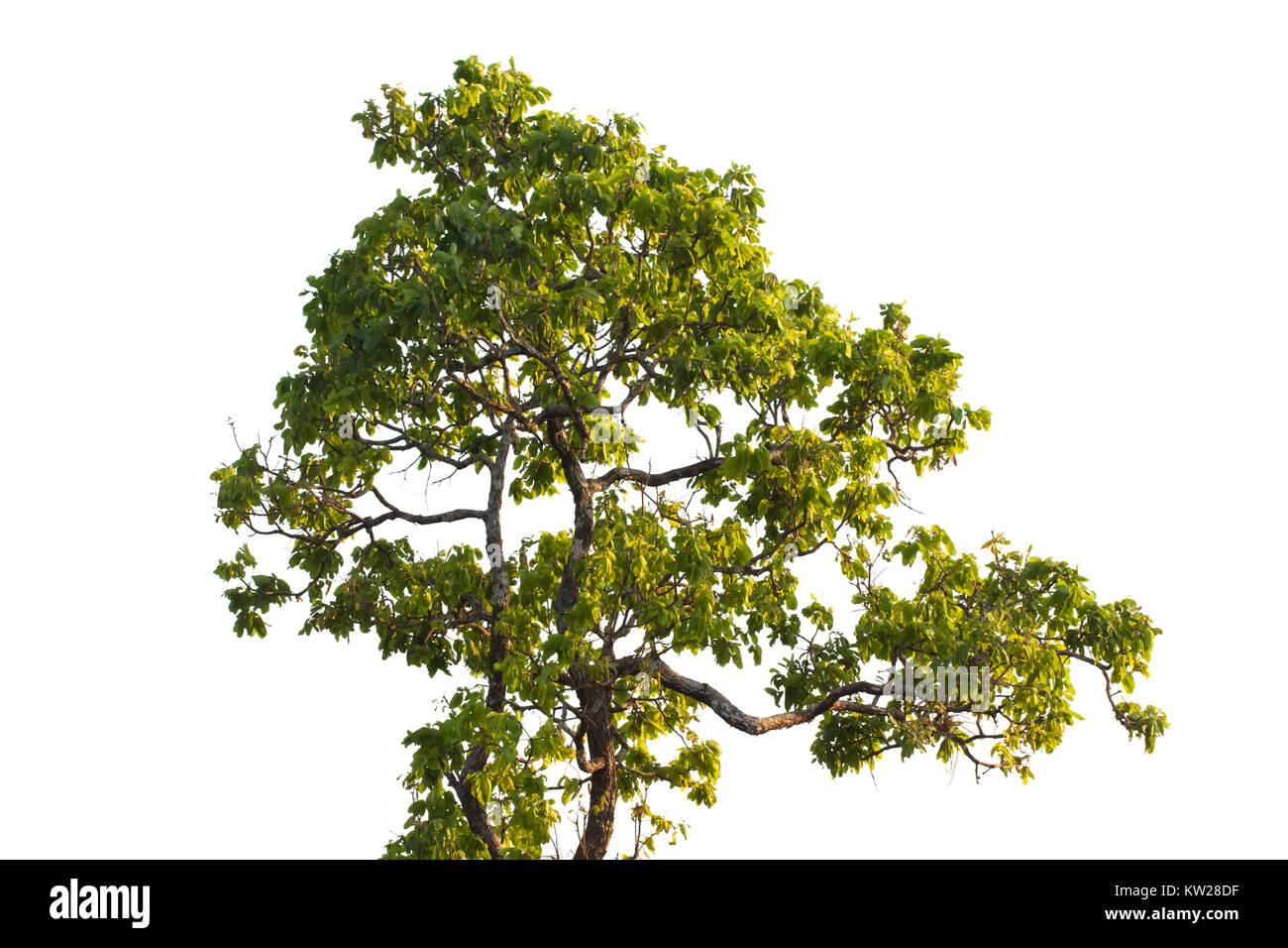 Iron wood tree is deciduous isolated on white background (Pyinkado ...