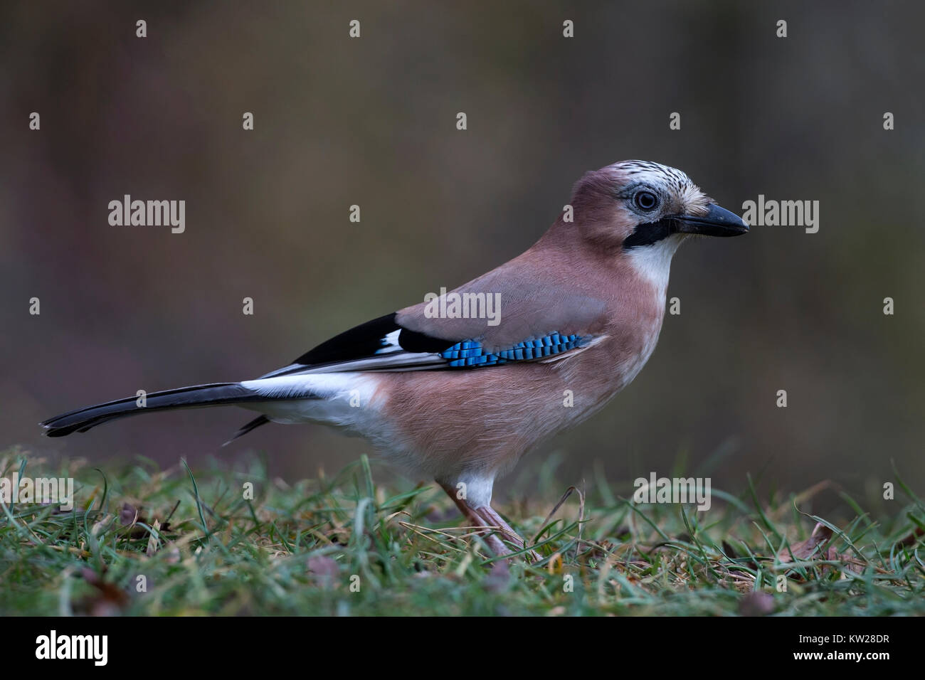 Eurasian jay birds hi-res stock photography and images - Alamy