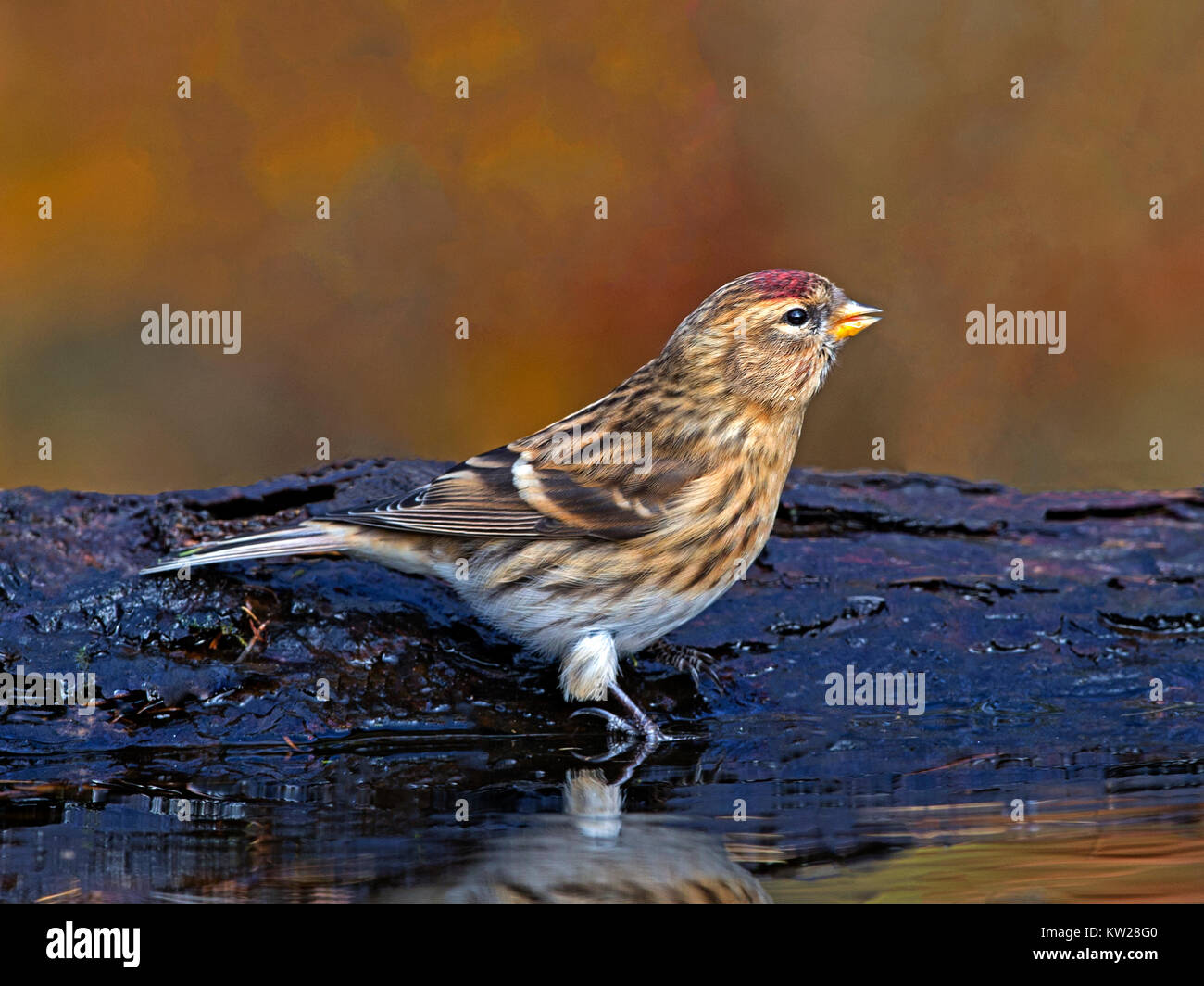 Lesser redpoll standing at water edge Stock Photo - Alamy