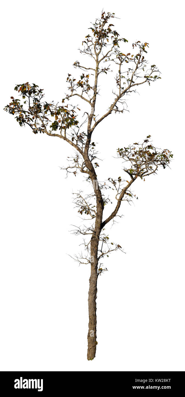 Dry tree isolated on white background Stock Photo - Alamy