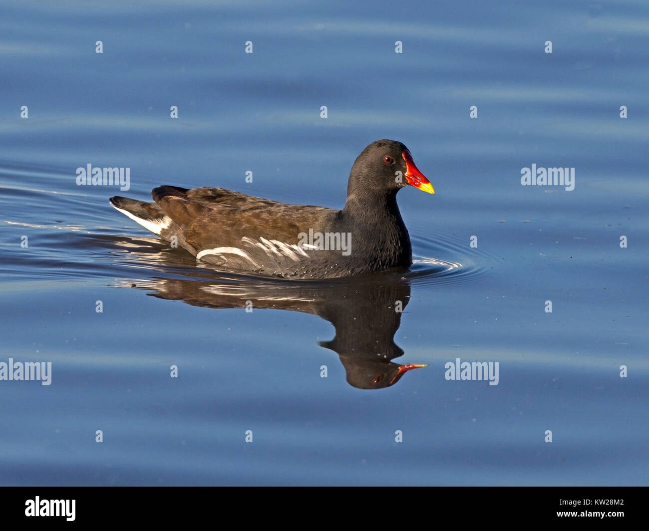 Common moorhen swimming Stock Photo - Alamy