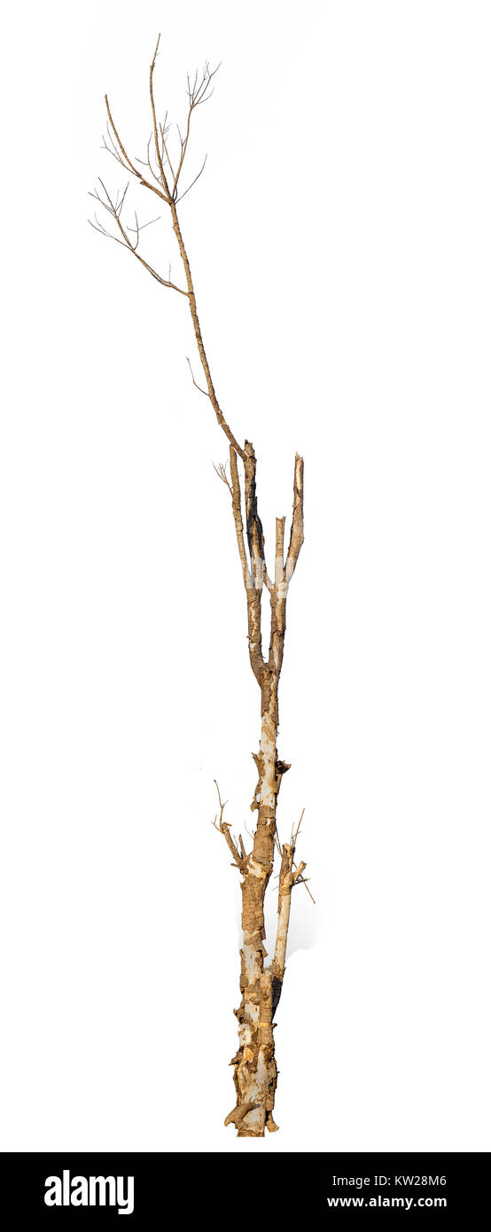 Dry tree isolated on white background Stock Photo - Alamy