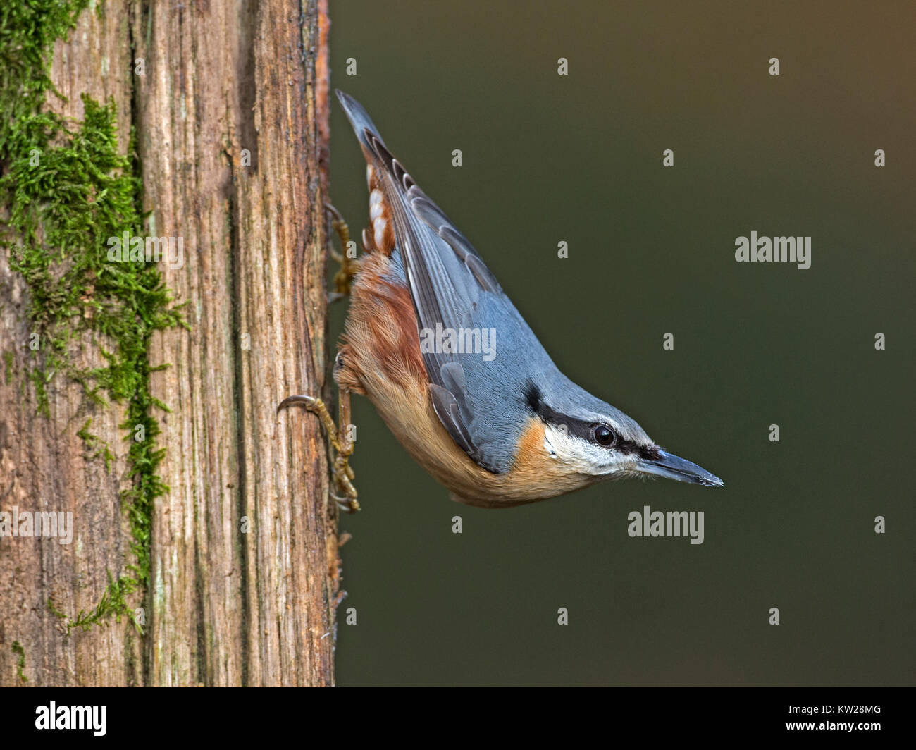 Nuthatch hi-res stock photography and images - Alamy