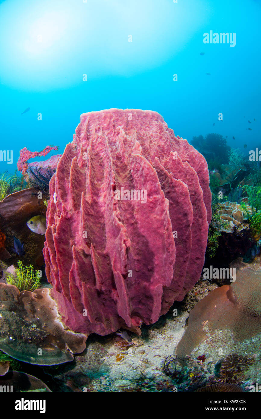 Giant Barrel Sponge (Xestospongia muta Stock Photo - Alamy