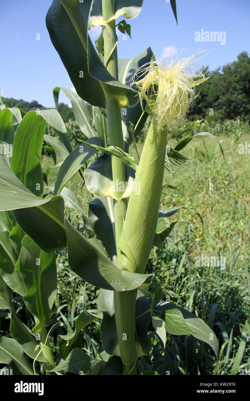 Corn on the farm field in Croatia Stock Photo - Alamy