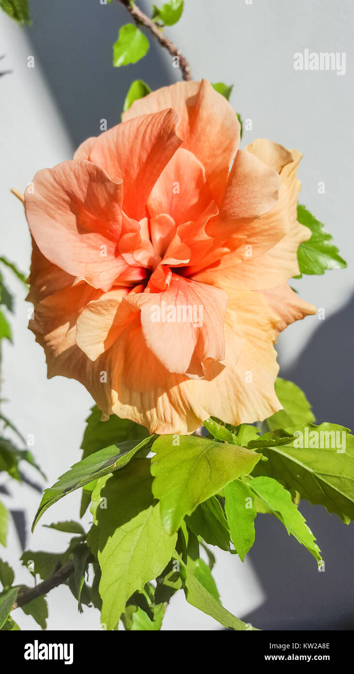 Yellow-orange Japanese Rose, Rosa rugosa, hibiscus rosa-sinensis, close ...