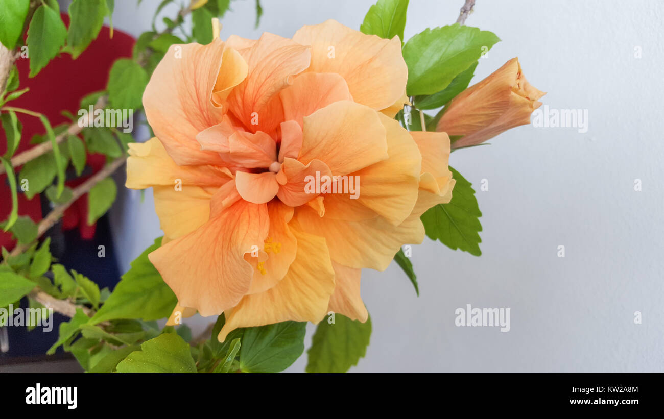 Yellow-orange Japanese Rose, Rosa rugosa, hibiscus rosa-sinensis, close ...