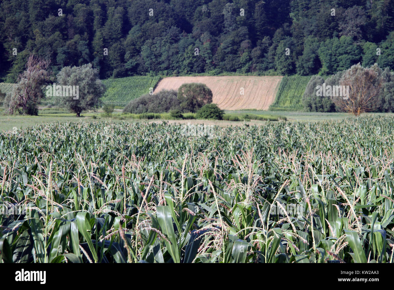 Corn field and forest in Croatia Stock Photo - Alamy