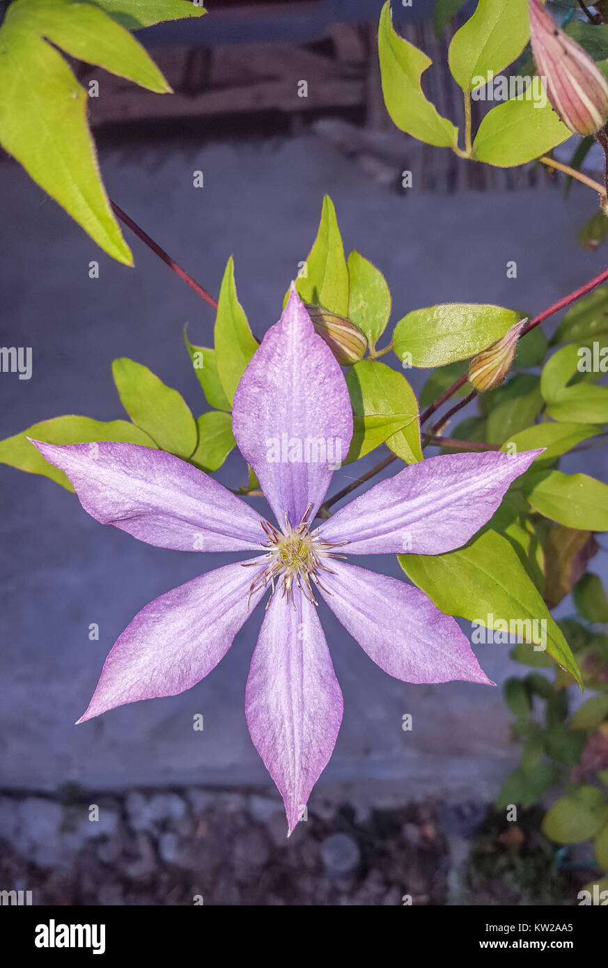 Clematis violet flower, Queen of Climbers, isolated, close up Stock ...