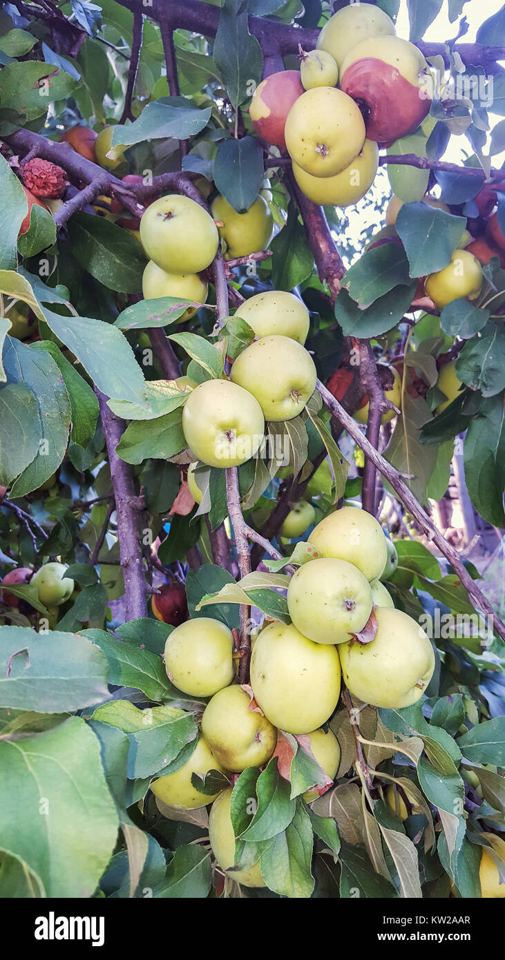 Yellow apple fruits in the tree, apple tree branch. The apple tree ...