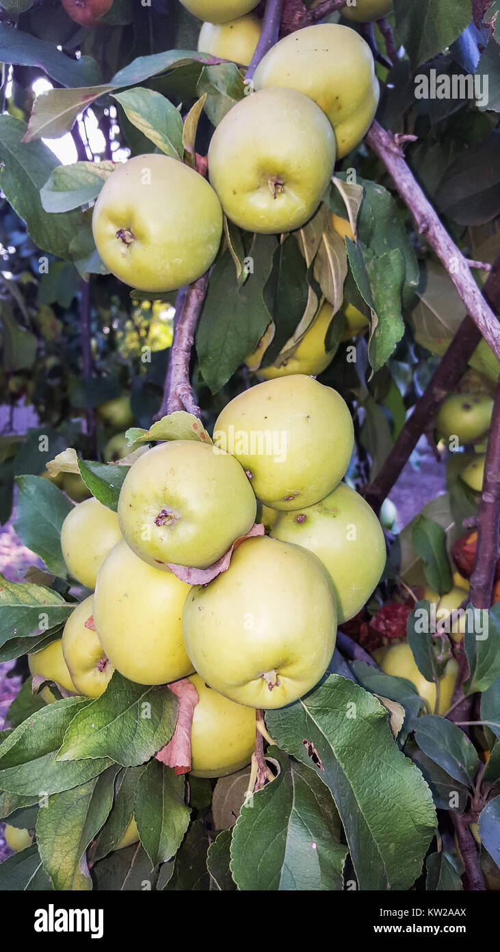 Yellow apple fruits in the tree, apple tree branch. The apple tree ...