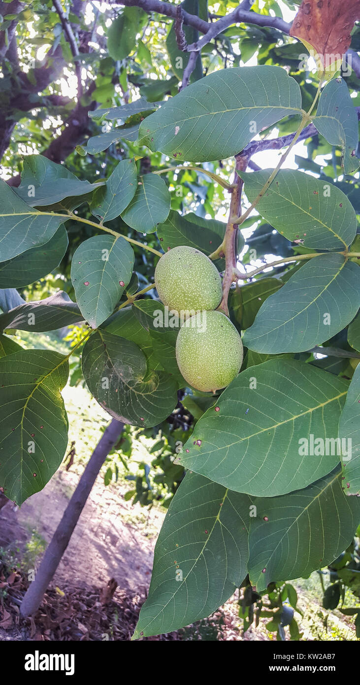 Green walnut fruits in the tree, branches close up Stock Photo - Alamy