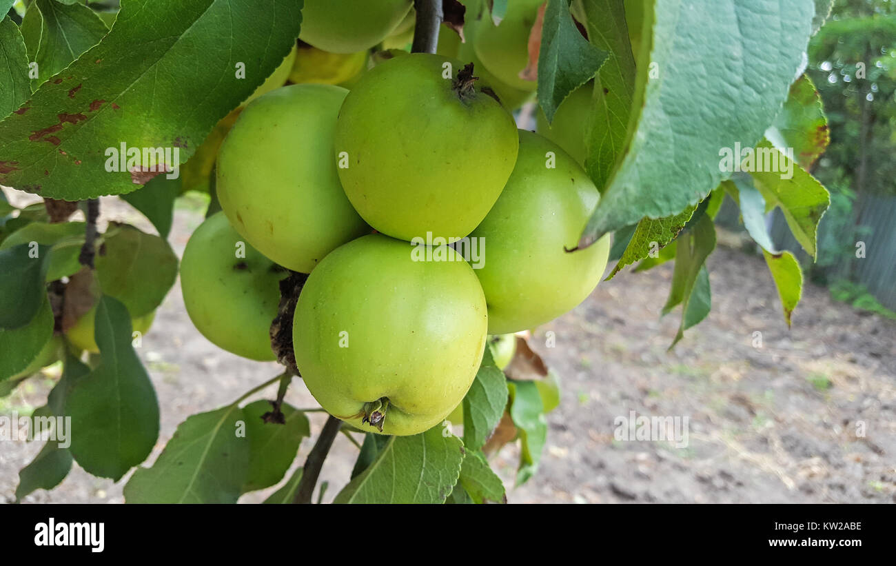 Yellow apple fruits in the tree, apple tree branch. The apple tree ...