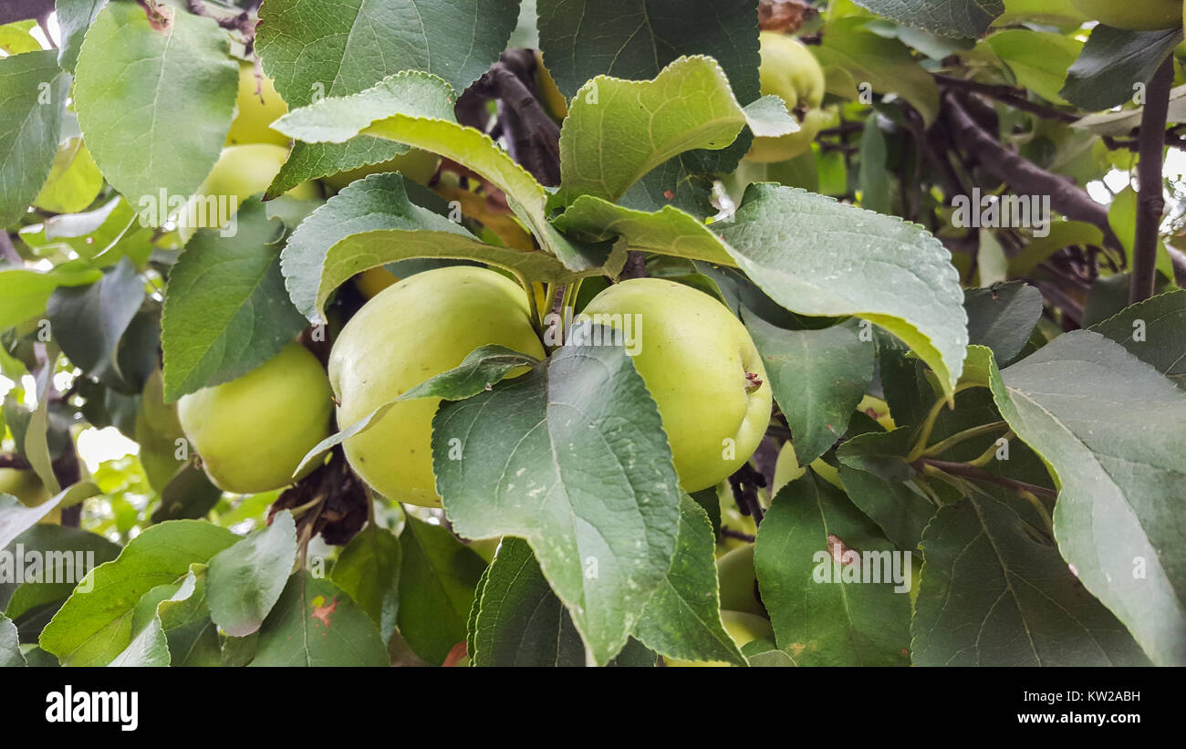 Yellow apple fruits in the tree, apple tree branch. The apple tree ...