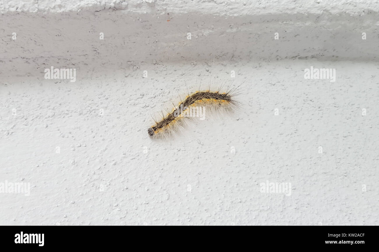 Colored Caterpillar close up, Lepidoptera, isolated on white Stock ...