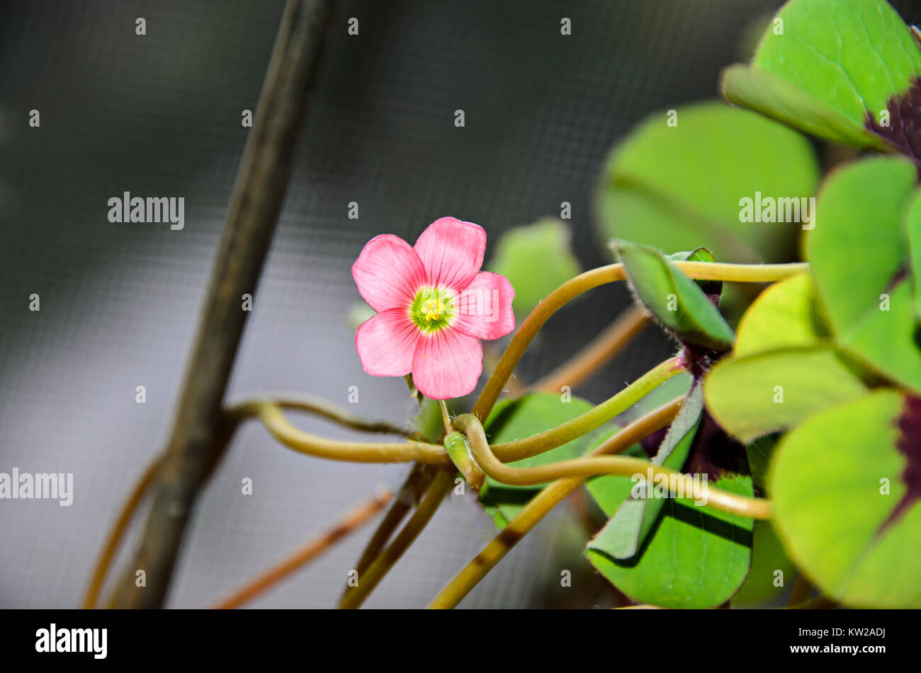 Trifolium repens isolated hi-res stock photography and images - Alamy