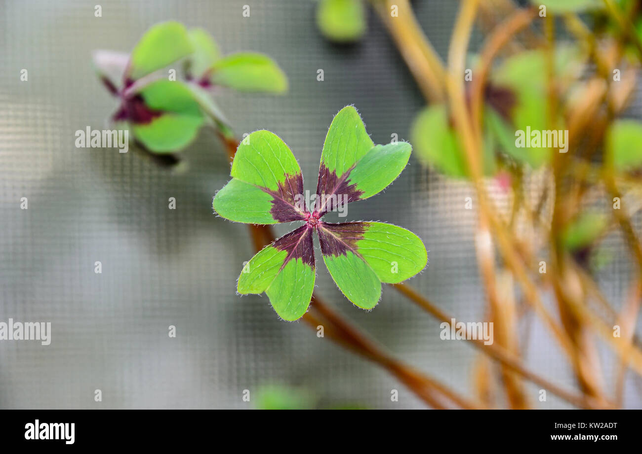 Four leaves clover, green leafs trefoil, lucky symbol close up Stock ...