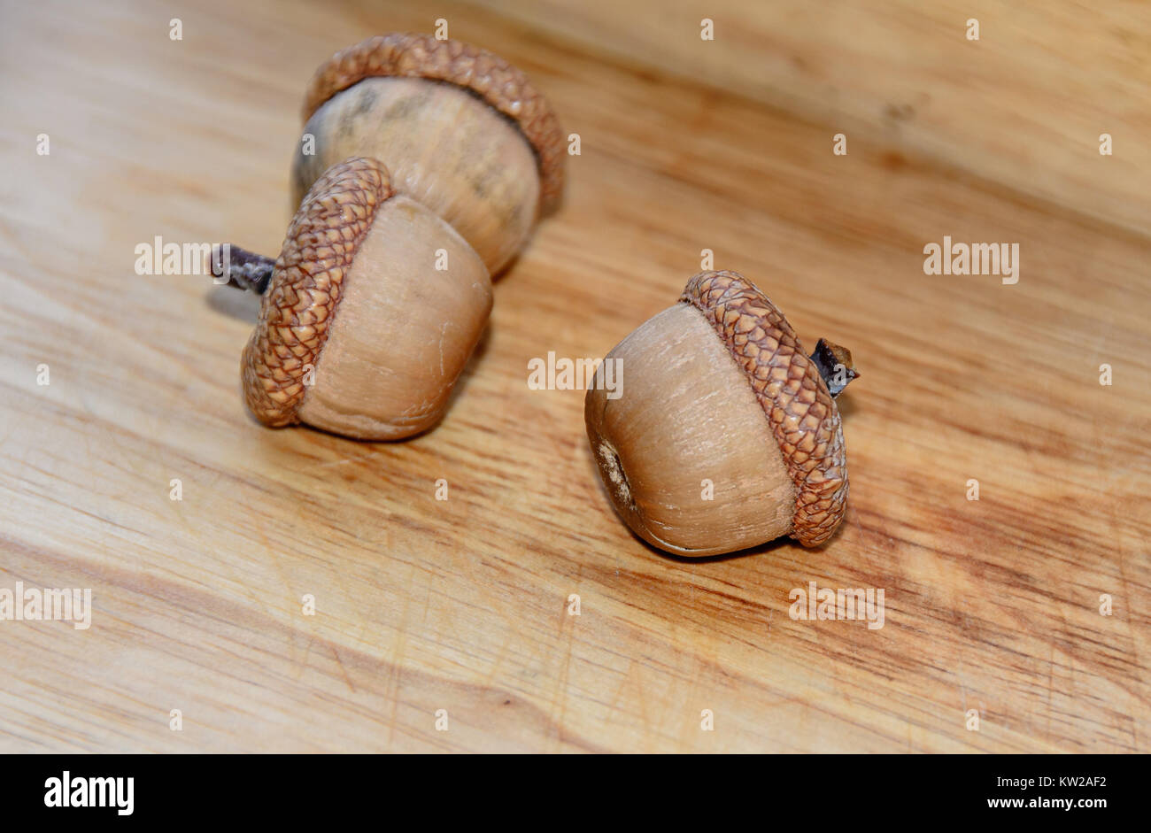 Acorns with shells standing on wood background, oak nuts, close up ...
