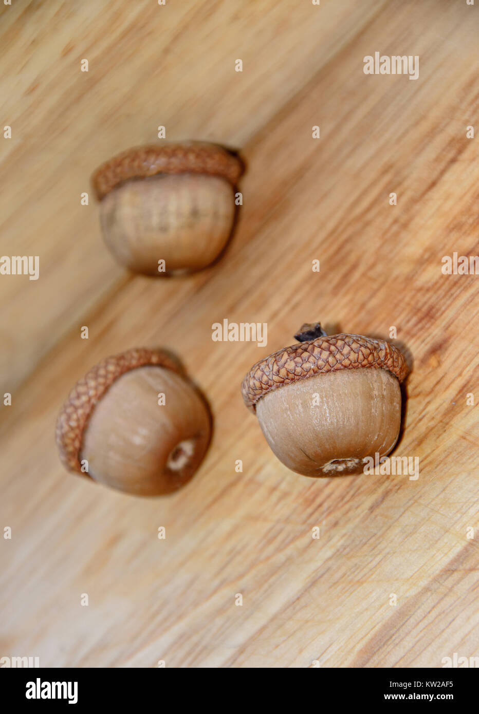 Acorns with shells standing on wood background, oak nuts, close up ...