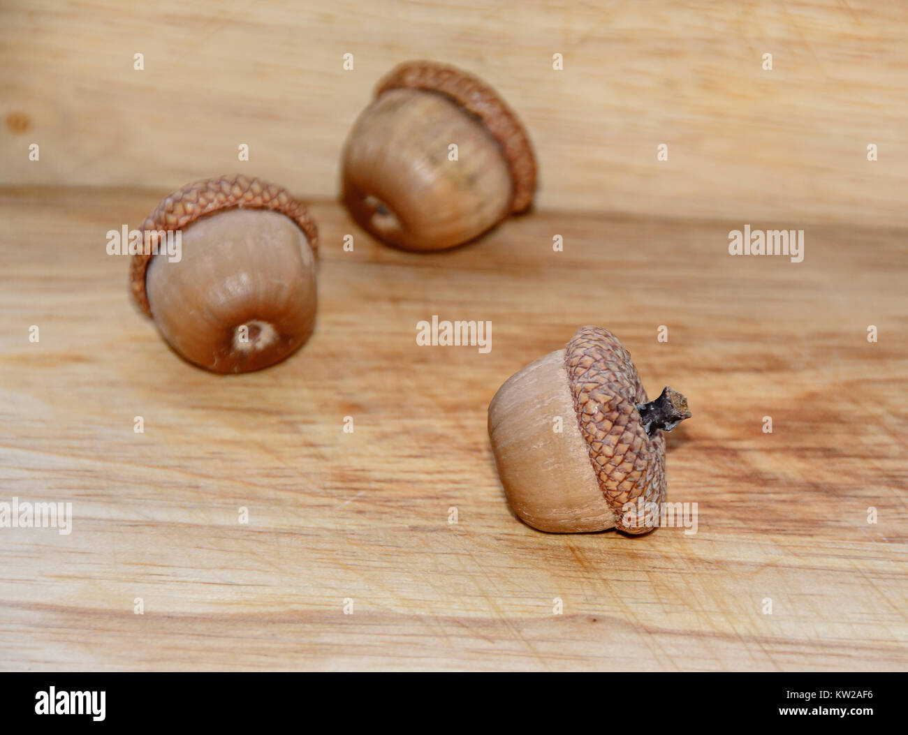 Acorns with shells standing on wood background, oak nuts, close up ...