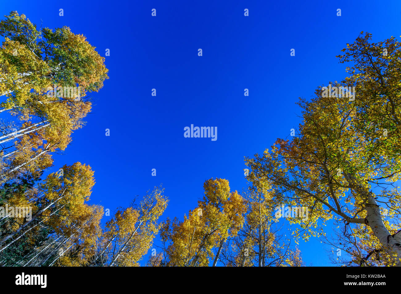 Trees That Use The Golden Ratio