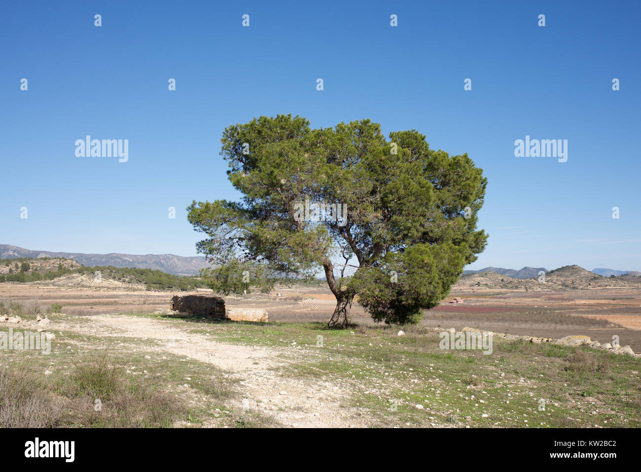 Single tree in the landscape Stock Photo - Alamy