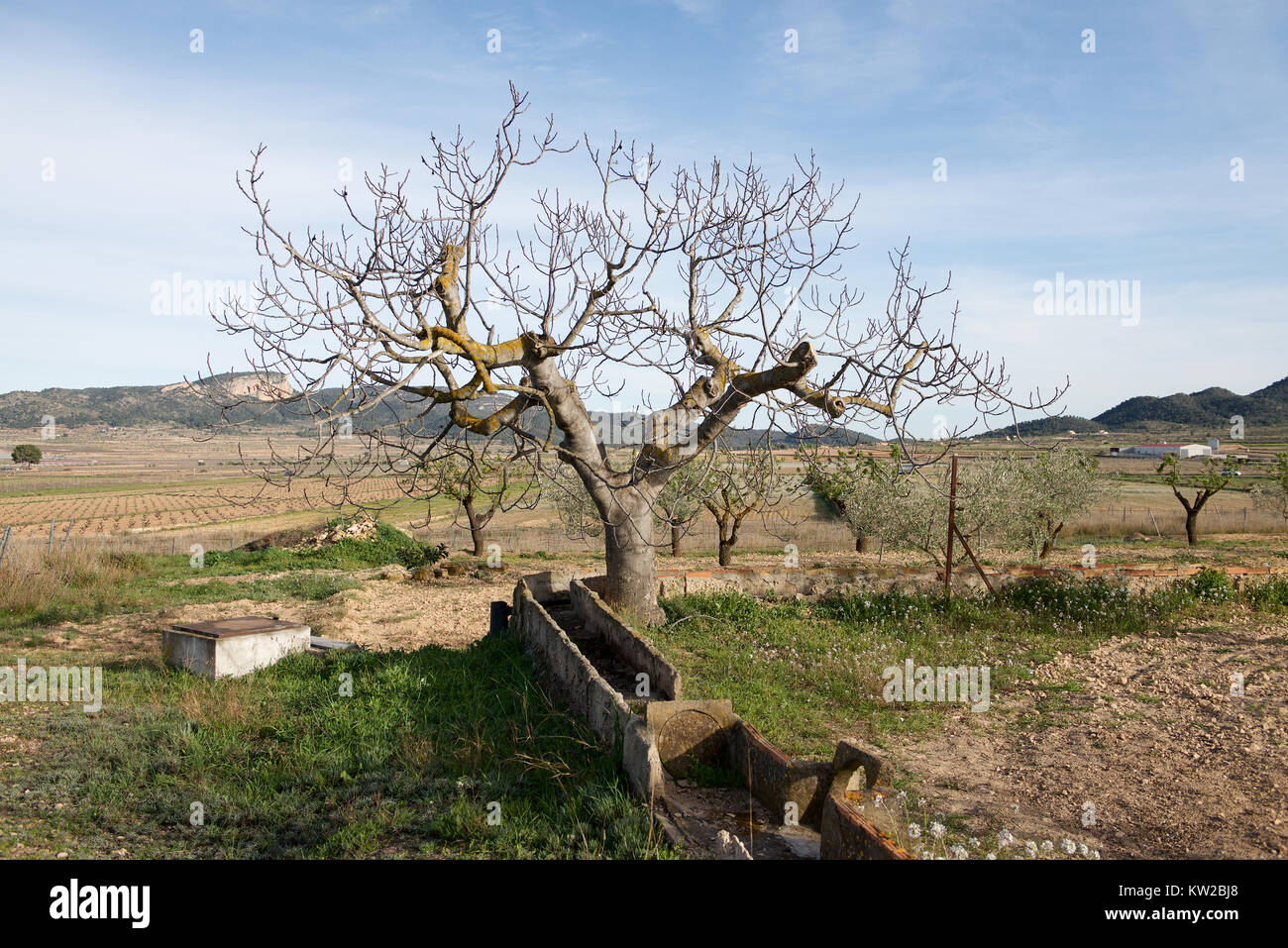 Almond tree in winter in the countryside Stock Photo - Alamy