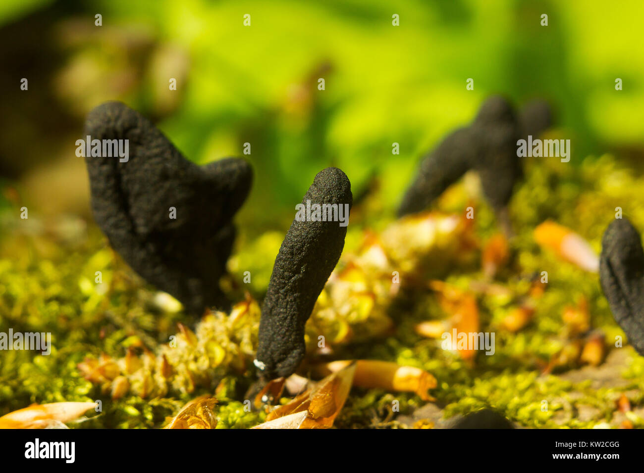 Black mushroom-parasites Xylaria polymorpha on fallen tree. Dead man's ...