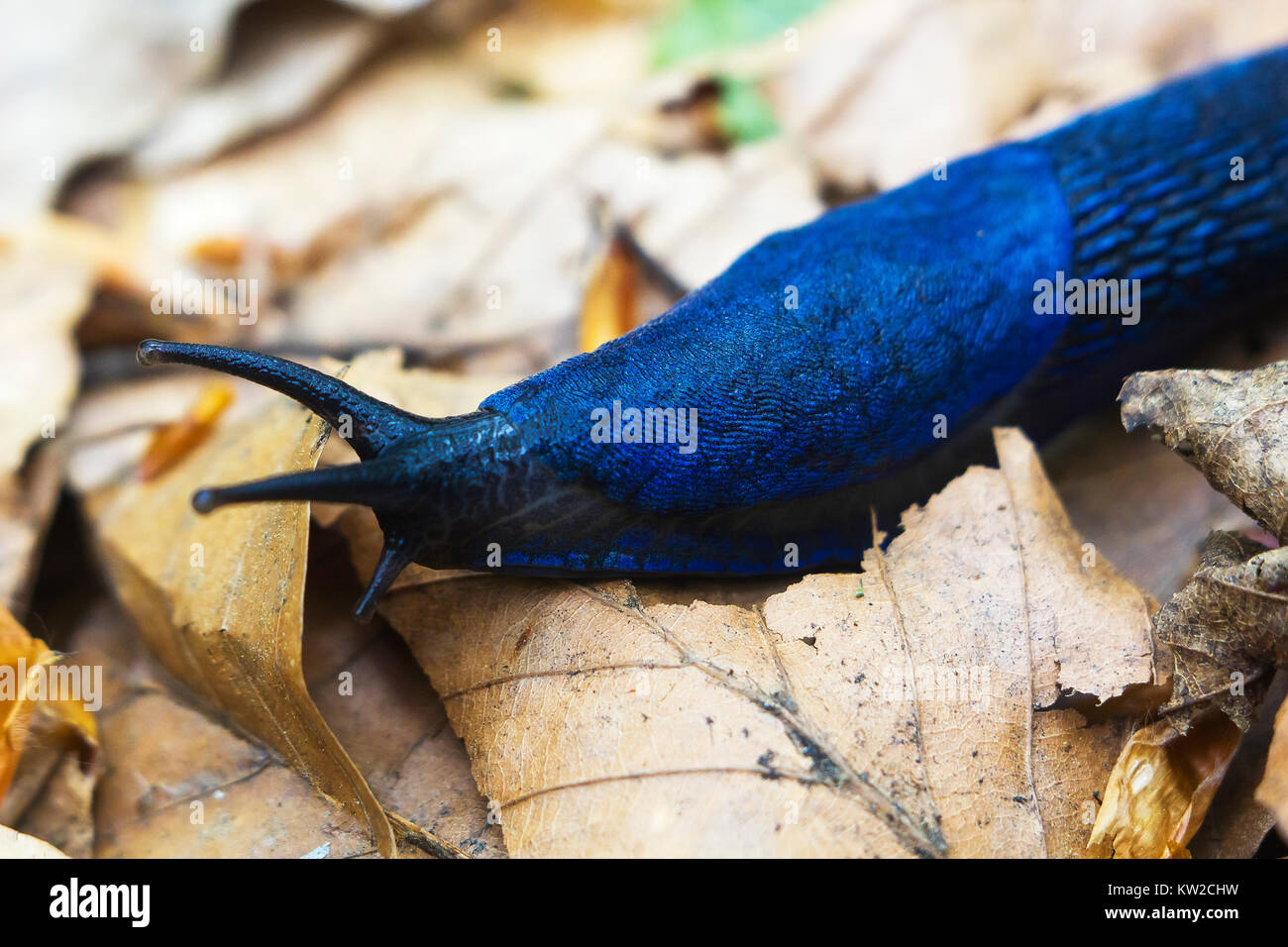 Portrait Blue Bielzia coerulans slug crawls over dry leaves in forest ...